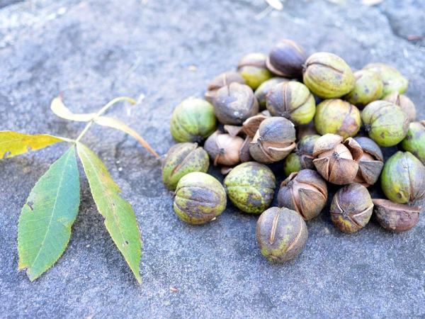 Survival Foods: Can You Really Eat Tree Bark?