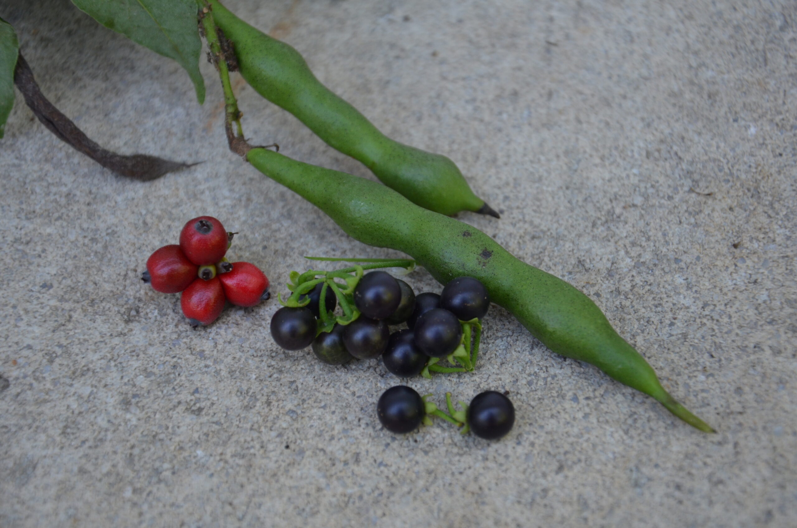 13 Toxic Wild Plants That Look Like Food