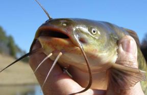 Dangerous Fish: 10 Fish You Need to Handle With Care