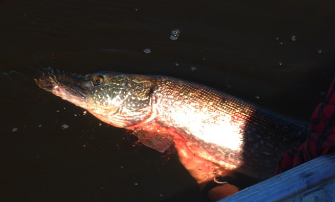 Dangerous Fish: 10 Fish You Need to Handle With Care