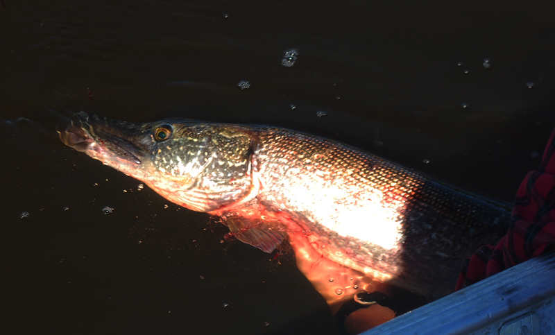 Dangerous Fish: 10 Fish You Need to Handle With Care