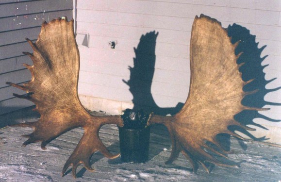 The Top 40 Biggest Moose Ever Taken