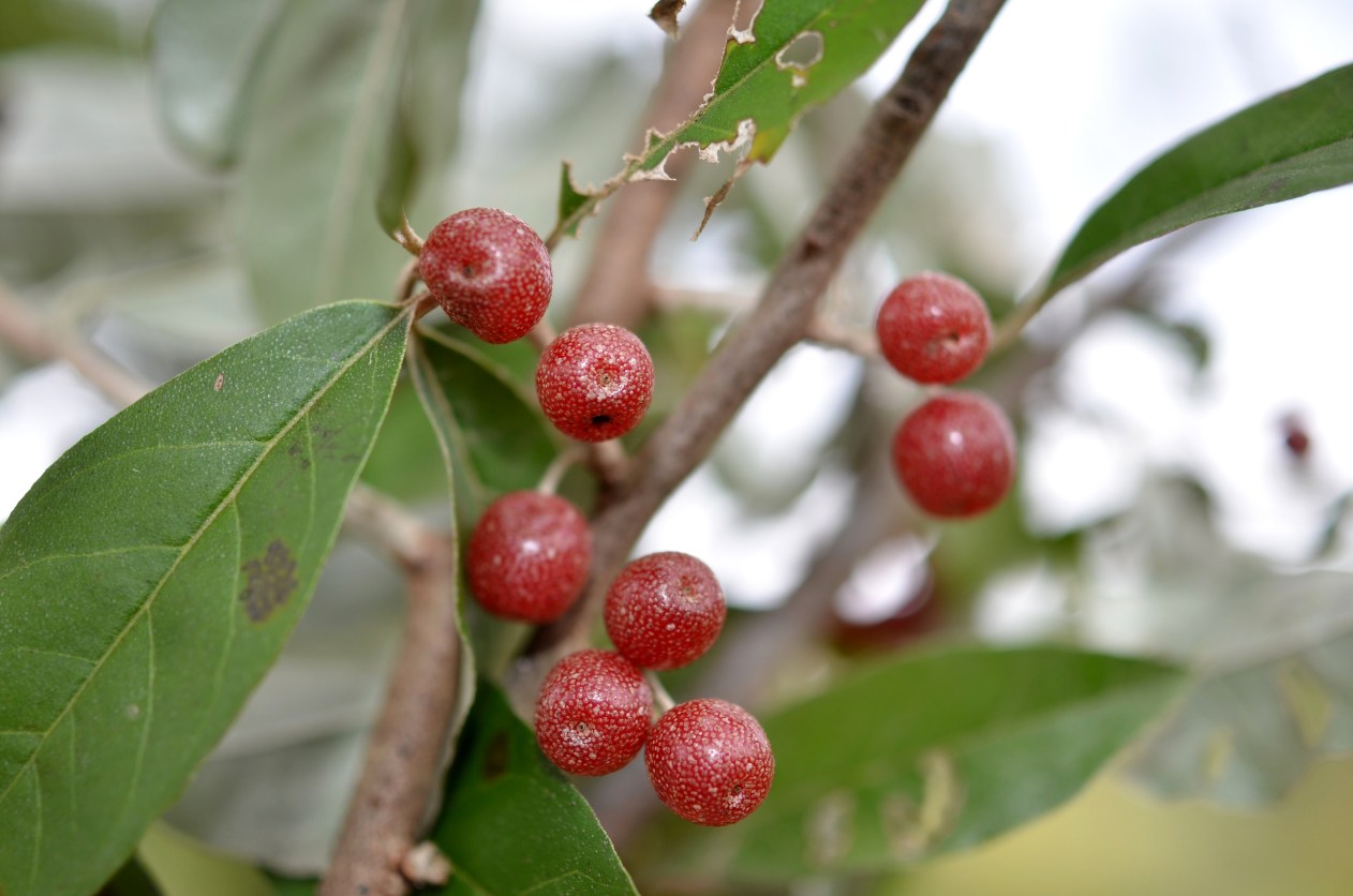 Survival Skills: How to Identify Toxic and Edible Red Berries