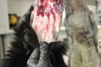 How to Flesh and Prepare Bear Hides for Tanning