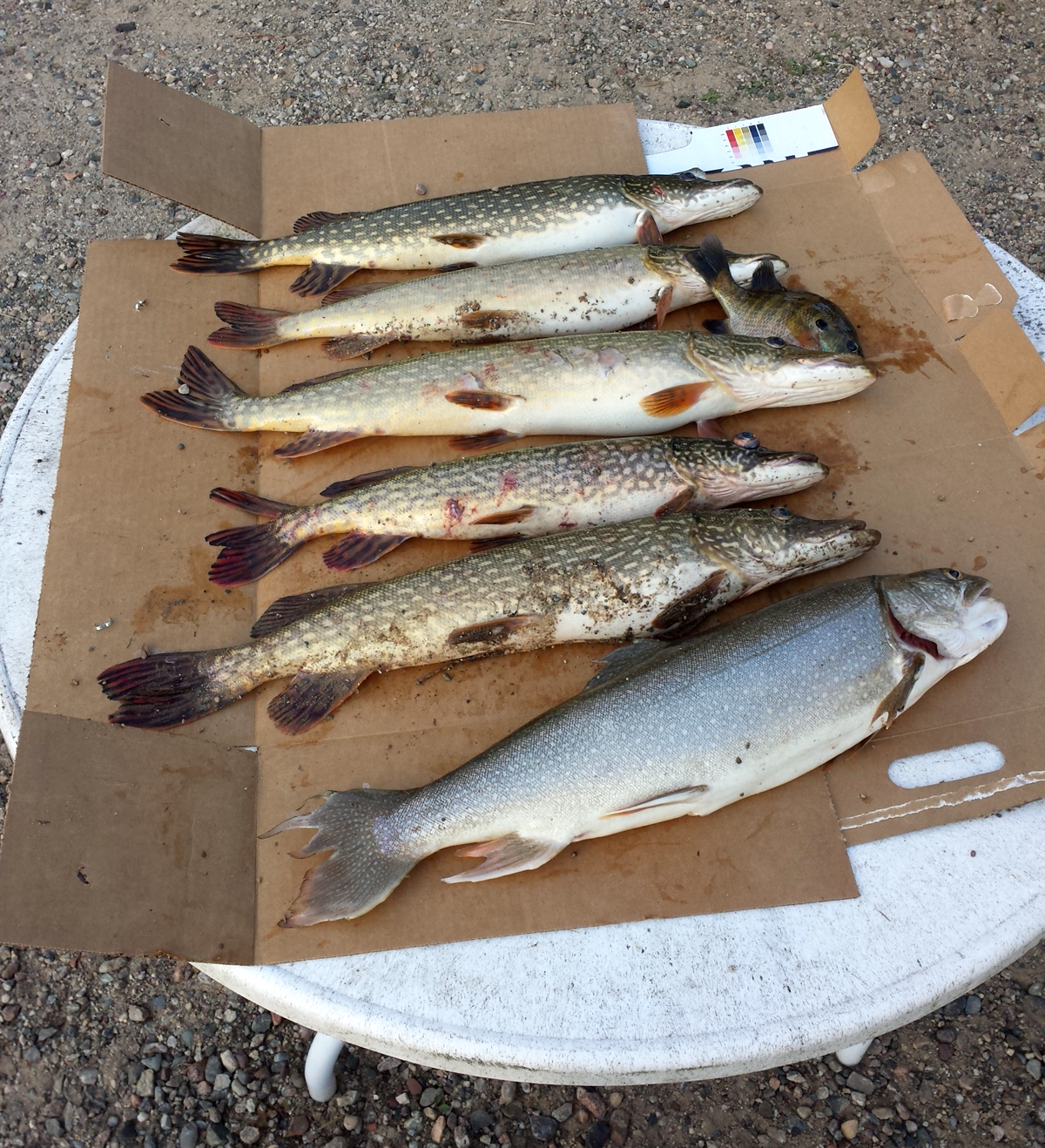 Forget the Bones: How to Smoke Northern Pike and Make a Tasty Dip with It