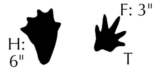 How to Identify Tracks of 10 Common North American Species