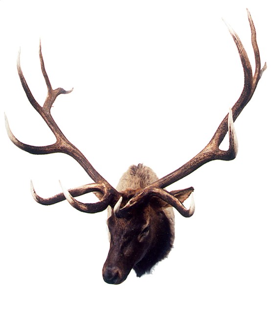 The Top 40 Typical and Nontypical Elk of All Time