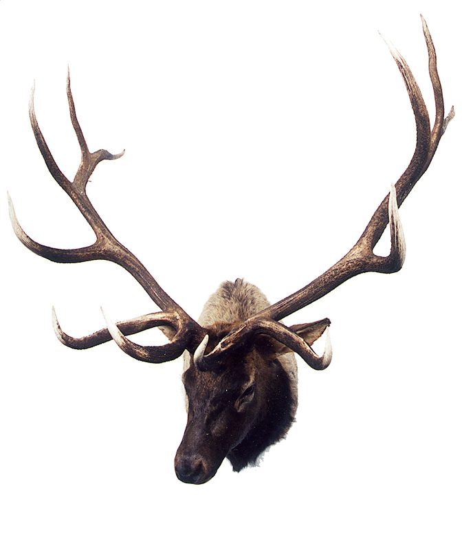 The Top 40 Typical and Nontypical Elk of All Time