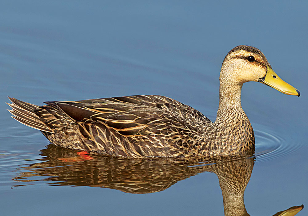 A Waterfowler's Top 10 Favorite Duck Species