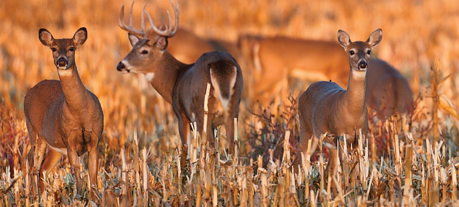 Deer Hunting Tips for Opening Day