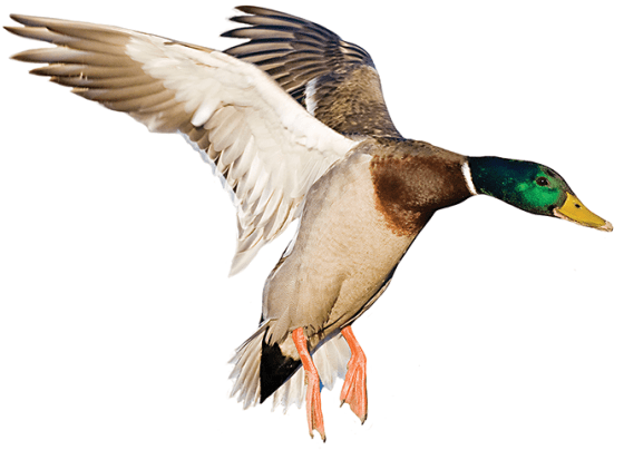Best Duck Loads: How to Pick the Right Shell for the Right Bird