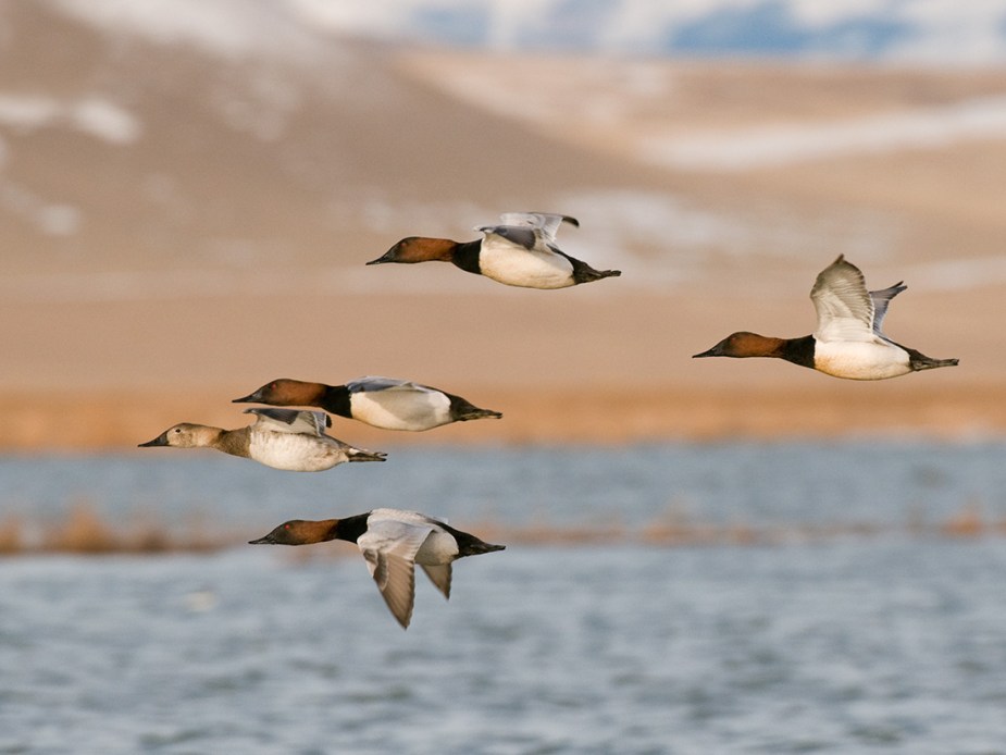 A Waterfowler's Top 10 Favorite Duck Species