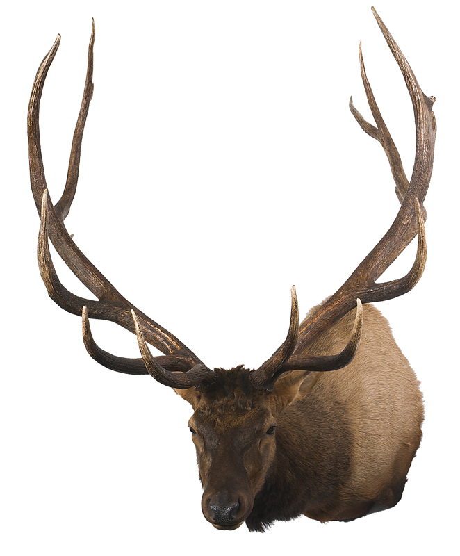 The Top 40 Typical and Nontypical Elk of All Time