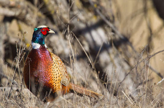 How to Field Dress and Prepare Game Birds