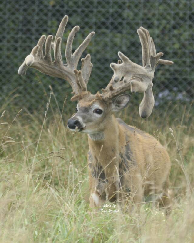 Freak Show Bucks: A Hard Look at Breeding For Antlers
