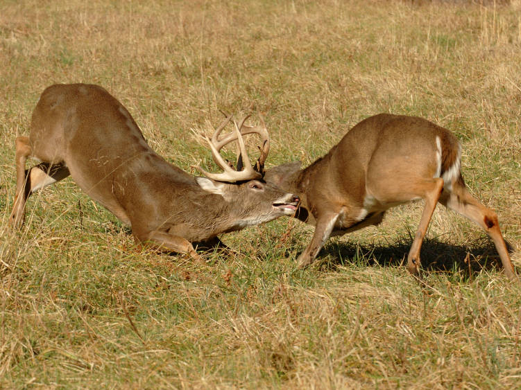 Anatomy of a Buck Brawl: We Analyze a 50-Minute Fight Between Two ...
