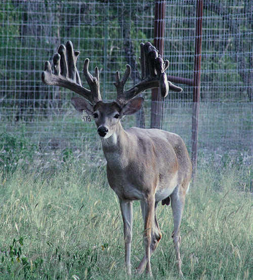 Freak Show Bucks: A Hard Look at Breeding For Antlers