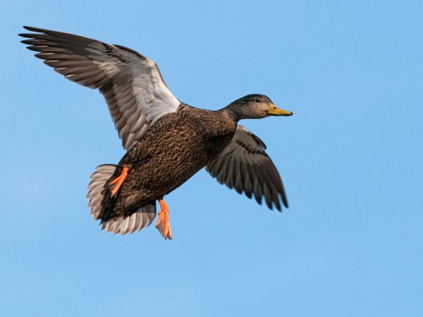 How Ducks See: The Science Behind Waterfowl Eyesight