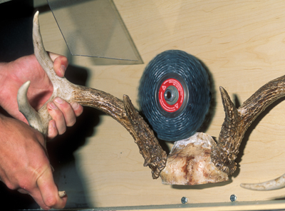 How to Mount Your Own Deer Antlers