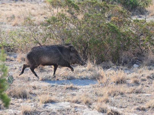 Top 10 DIY Western Hunts