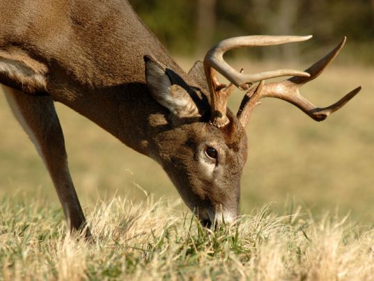 Anatomy of a Buck Brawl: We Analyze a 50-Minute Fight Between Two ...