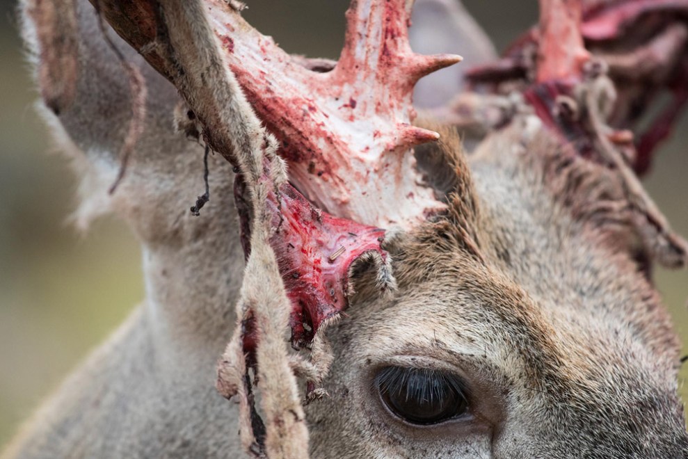 10 Amazing Photos of a Buck Shedding Velvet