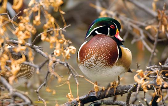 How Ducks See: The Science Behind Waterfowl Eyesight