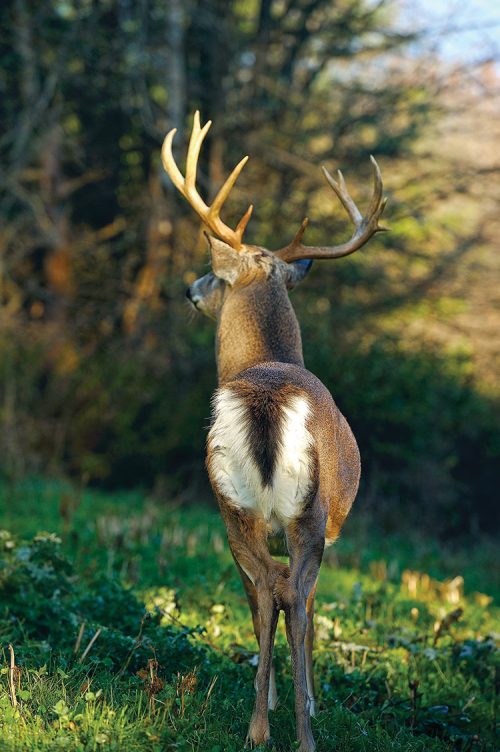 8 Ways Whitetails Communicate with Their Tails, and What Each Means for ...