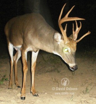 Have You Seen These Deer Diseases In Your Local Woods?