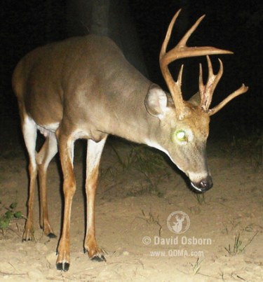Have You Seen These Deer Diseases In Your Local Woods?