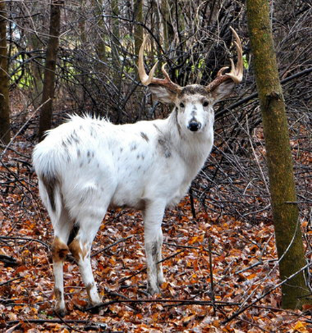 Piebald Deer: To Shoot or Not to Shoot