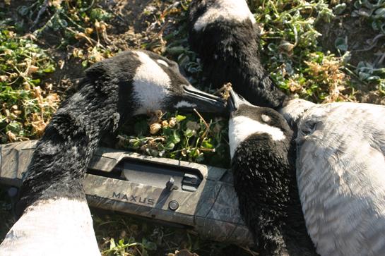 The Best Damn Goose Recipe Ever