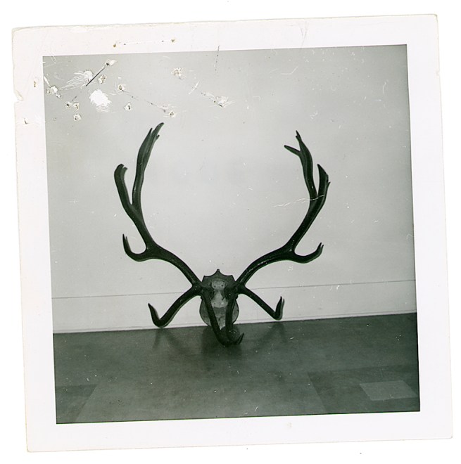 The Top 40 Typical and Nontypical Elk of All Time