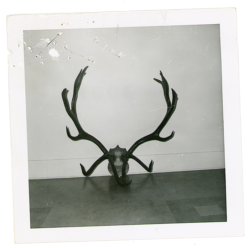 The Top 40 Typical and Nontypical Elk of All Time