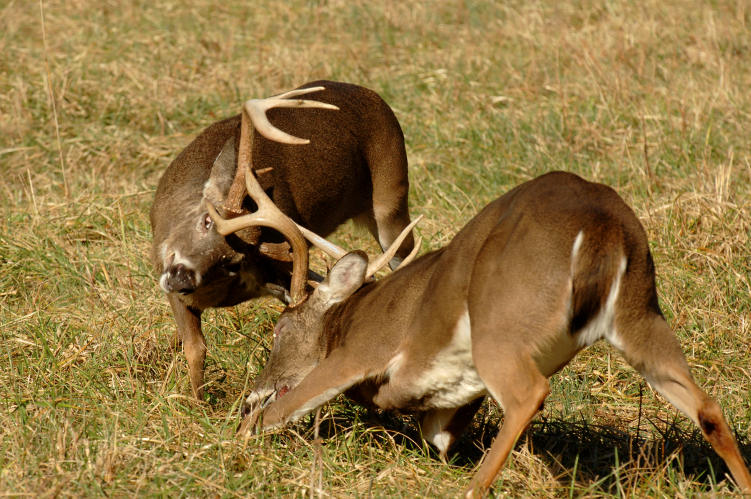 Anatomy of a Buck Brawl: We Analyze a 50-Minute Fight Between Two ...