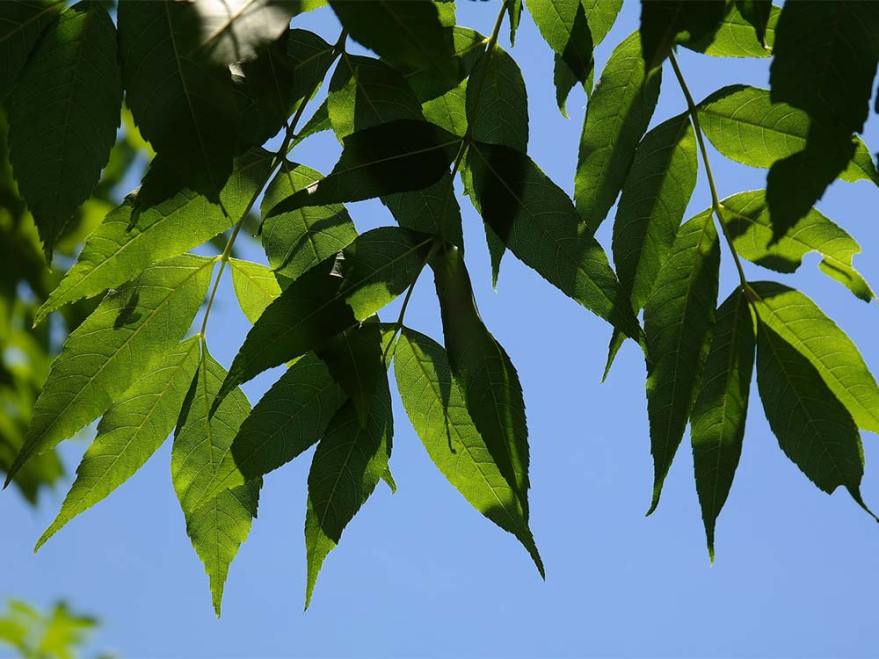 15 Trees Every Outdoor Lover Should Learn to Identify