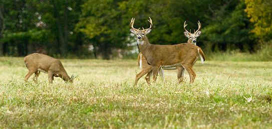 A Week-by-Week Guide to Hunting October Whitetails