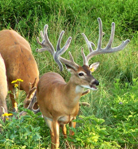 Freak Show Bucks: A Hard Look at Breeding For Antlers