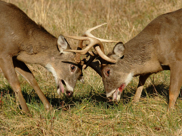 Anatomy of a Buck Brawl: We Analyze a 50-Minute Fight Between Two ...