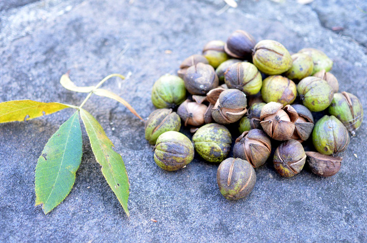 Hickory Tree Nuts Types How To Identify Hickory Nuts (with Pictures)