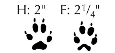 How to Identify Tracks of 10 Common North American Species
