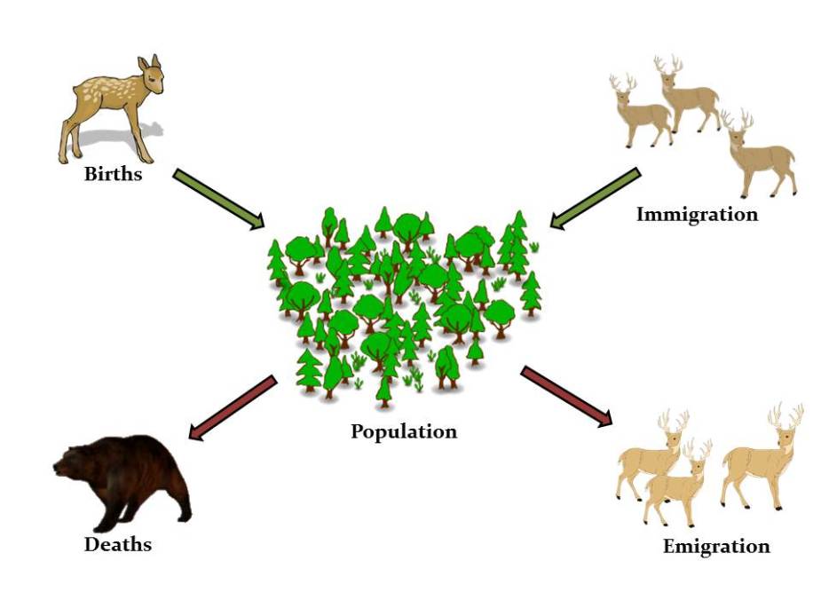 Understanding Wildlife Biology: Population Dynamics 101