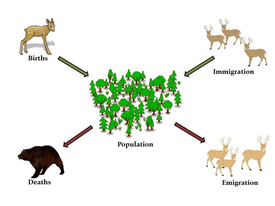 Understanding Wildlife Biology: Population Dynamics 101