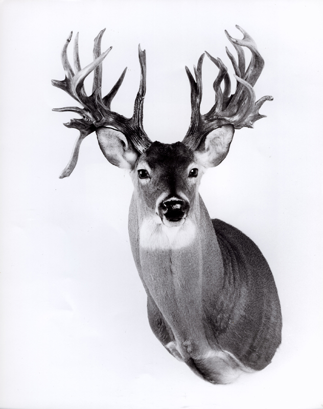 The Top 40 Typical and Nontypical Whitetails of All Time