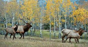 Where to Hunt: Guide to the 8 Best Big-Game Hunts in the West