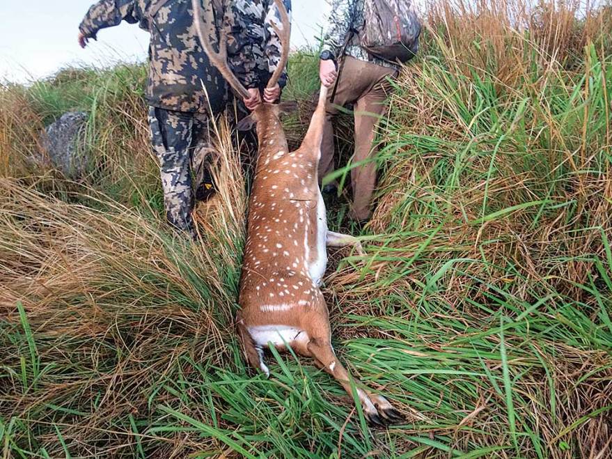 Hunting in Paradise: Chasing Hogs and Deer in Hawaii