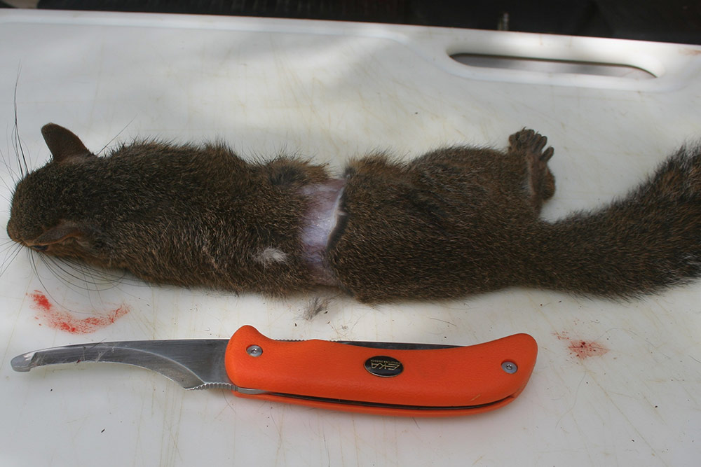 How to Skin and Cut Up a Squirrel in 9 Steps