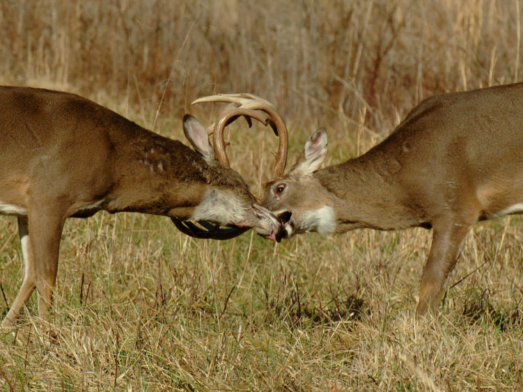 Anatomy of a Buck Brawl: We Analyze a 50-Minute Fight Between Two ...