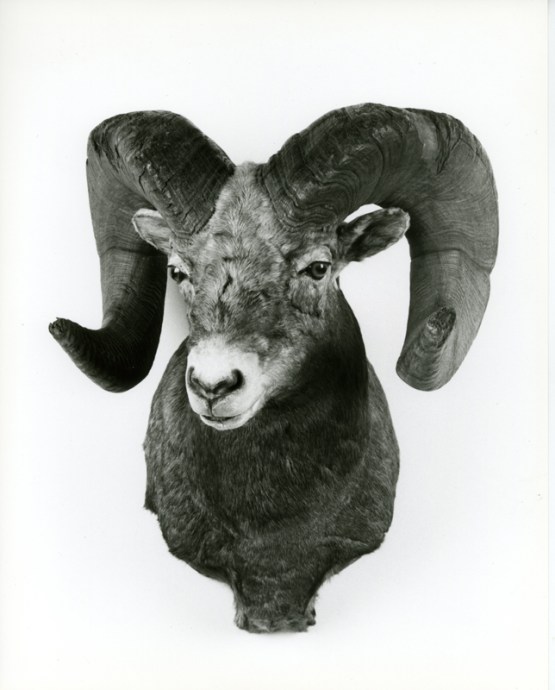 World Record Sheep: The Biggest Boone & Crockett Bighorn and Stone's Sheep
