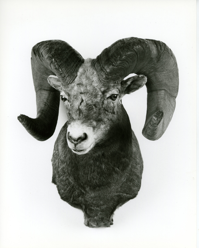 World Record Sheep: The Biggest Boone & Crockett Bighorn and Stone's Sheep